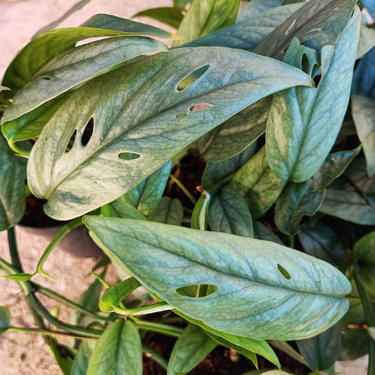 Bouture de Epipremnum Pinnatum cebu bleu - cebu blue pothos - cebu blu – monjungle