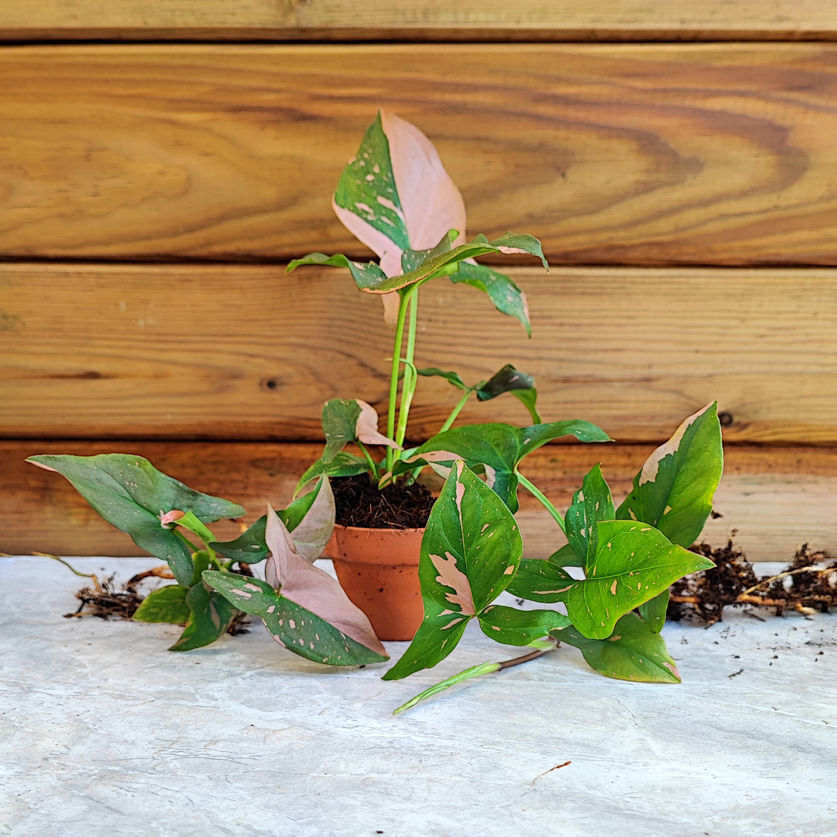 Syngonium pink splash -Magnifique plante rose bien enracinée en etrre ...