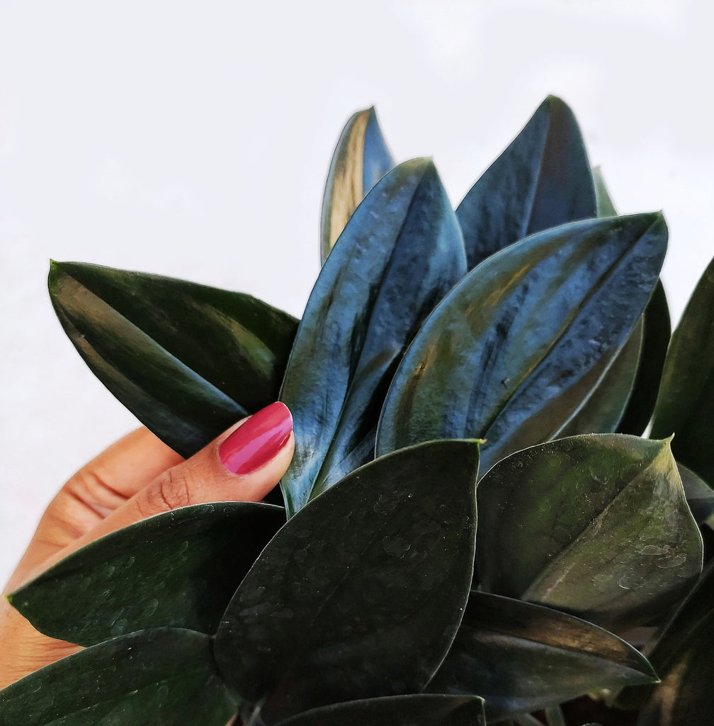 Scindapsus TREUBII DARK FORM - Rare Scindapsus Black 5 feuilles - Rare ...