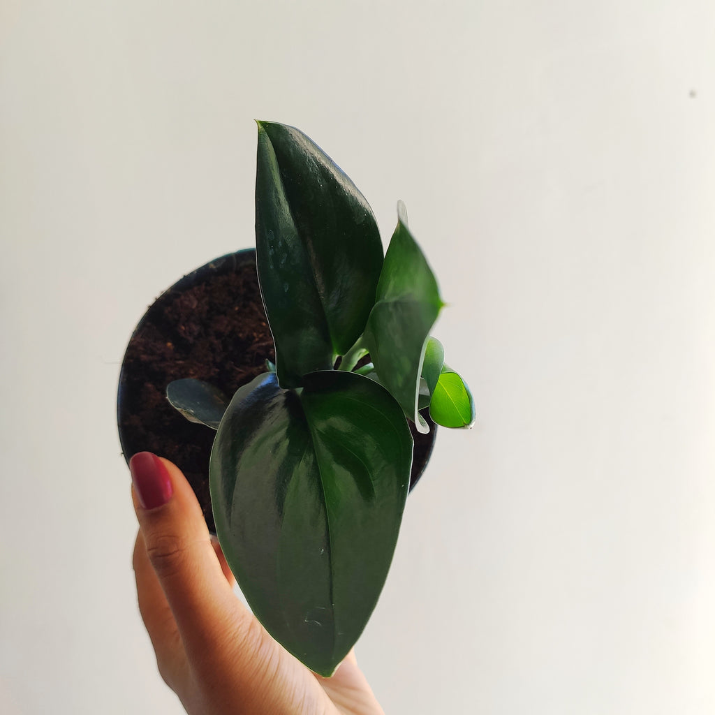 Scindapsus TREUBII DARK FORM - Rare Scindapsus Black 5 feuilles - Rare ...