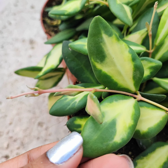 Hoya DS 70 Variegata (hoya burtoniae variegata), plante rare, fleurs s ...