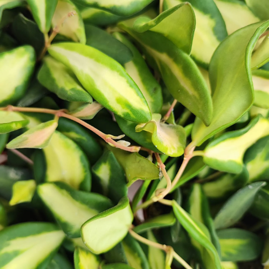 Hoya DS 70 Variegata (hoya burtoniae variegata), plante rare, fleurs s ...